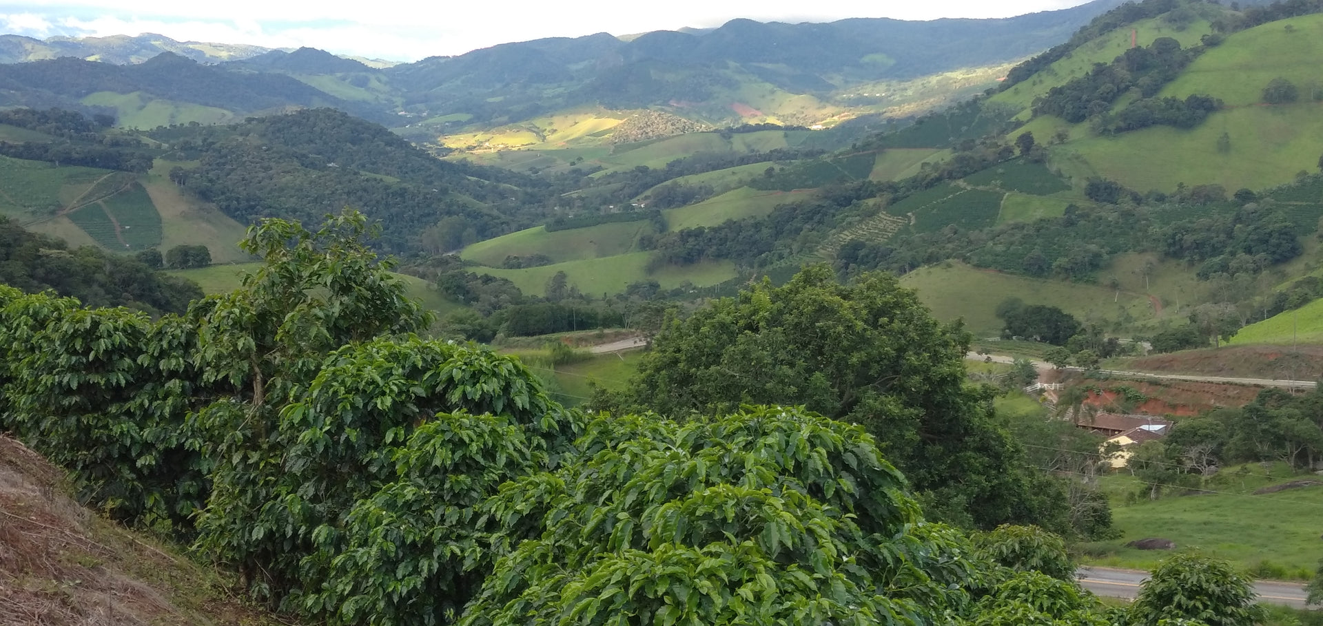 Flavour Chart – Sandi Coffee